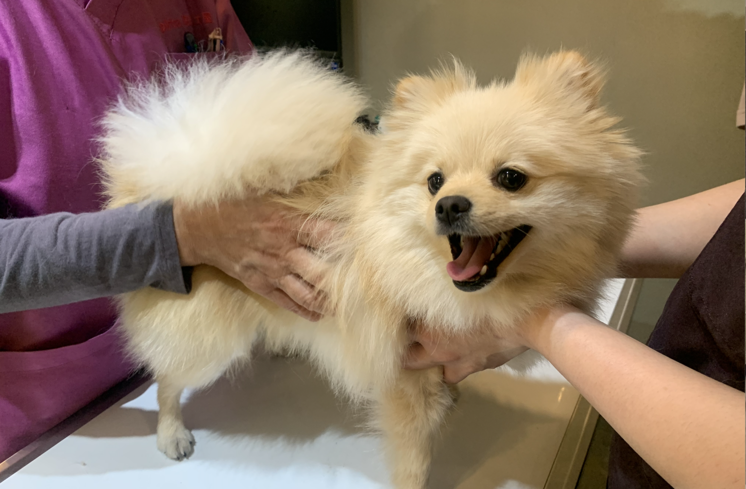 evergreen pet & cafe restaurant | エヴァーグリーンペット & カフェレストラン